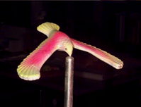NTHU General Physics Laboratory